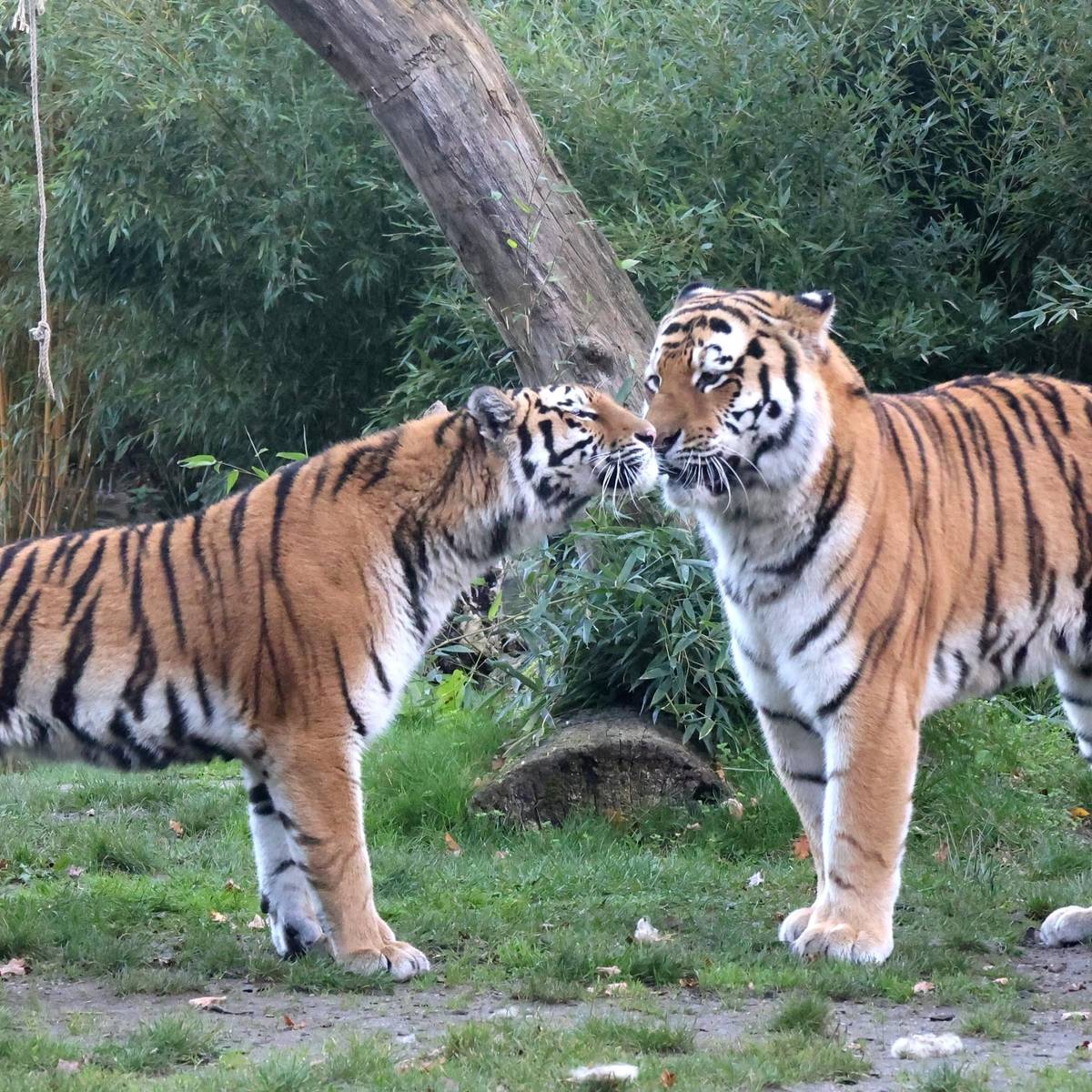 ANTENNE-Patentigerin Raya ist Mama geworden - Antenne Münster